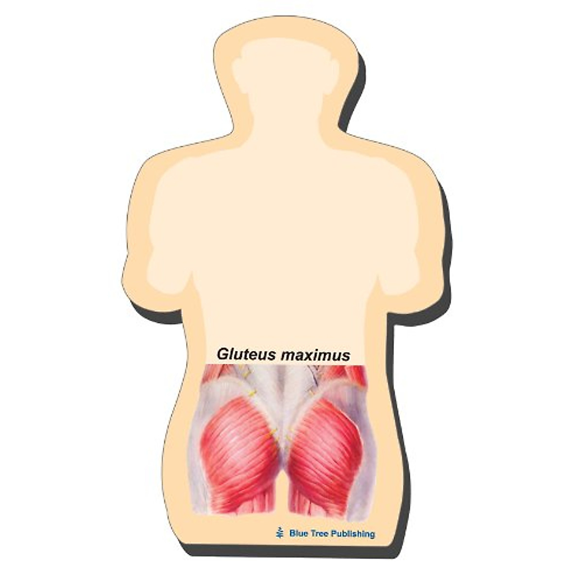 Fun Anatomy Sticky Notes Collection, 6 Pack-100 Sheets Per Pack, Medical Note Pads and Great Gifts.