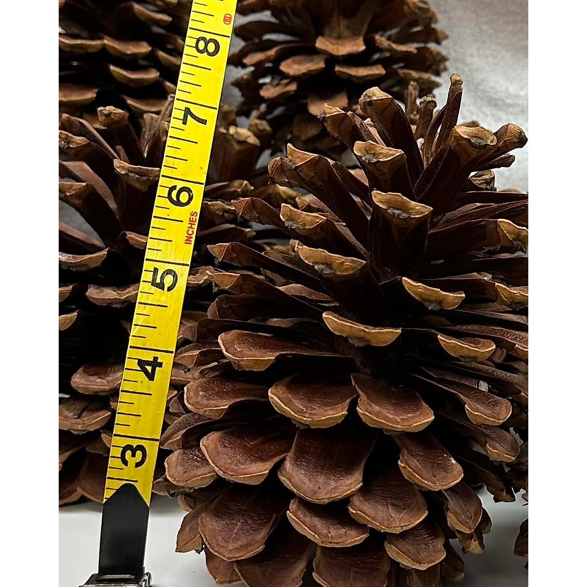 18-Pack Extra-Large (5 to 7 inch) Long Leaf Pine Cones for Decorating Home, Tables, Vase Fillers, Corporate Events, Crafts, Birdfeeders, Natural Pine Cone Holiday Ornaments. (unscented)