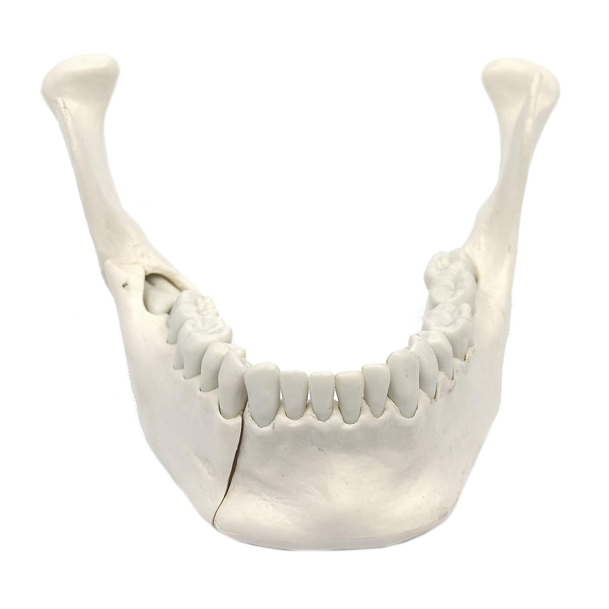 Lower Jaw Model, 16 Extractable Teeth - Anatomically Accurate Human Bone Replica - Natural Size, Natural Color - Eisco Labs