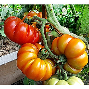 30+ Costoluto Genovese Pomodoro Tomato Seeds, Heirloom Non-GMO, Low Acid, Indeterminate, Open-Pollinated, Productive from USA
