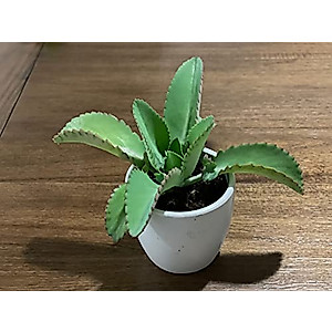 Cozy Garden / 3 Mother of Thousands / Medium Size / Live Plant / Bare Root