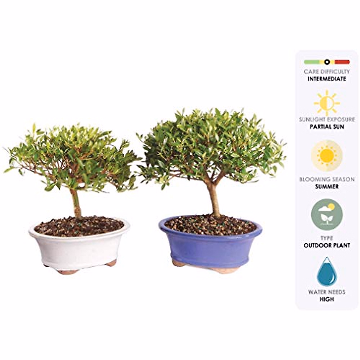 Brussel's Live Gardenia Outdoor Bonsai Tree (2 Pack) - 8 Years Old; 8" to 12" Tall with Decorative Container