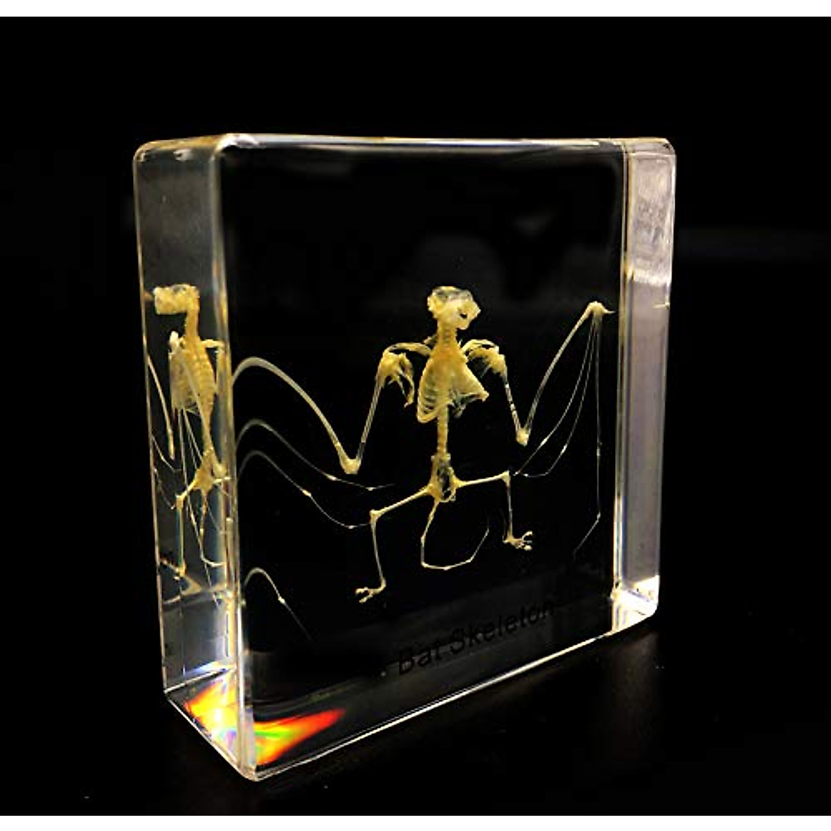 Real Bat Skeleton Specimen in Acrylic Block Paperweights Science Classroom Specimens for Science Education（3x3x1 Inch）