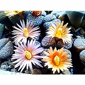 Mixed Colored Succulents Seeds Garden and Home Bonsai Flower Plant 200 Pcs Seeds