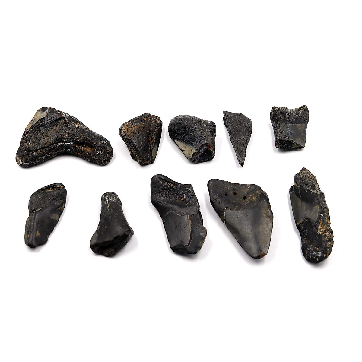 Megalodon Teeth Lot of 10 Shards Fossils w/10 info Cards Shark #15665 32o