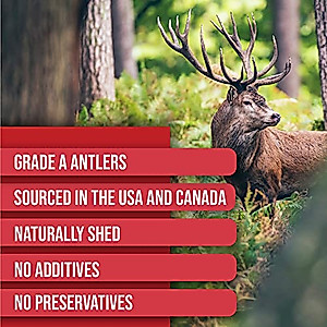 Spizzles Elk Antler Dog Chew Solid, Long Lasting Bone for Small Breed Aggressive Chewers, All Natural, No Odor, No Mess, No Preservatives, USA, 4 inch