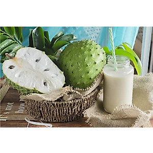 PENDING 20 Soursop, Graviola, Guanabana, Paw-paw, Sirsak, Prickly Custard, Annona Muricata Seeds- White Fleshed Exotic Fruit!, Seeds