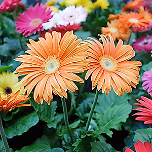 Gerbera Daisy Seeds Transvaal Daisy, Transvaal Daisy Perennial Cut Flowers Low Maintenance Patio Container Bed Border Outdoor 100Pcs Mixed Colors Flower Seeds by YEGAOL Garden