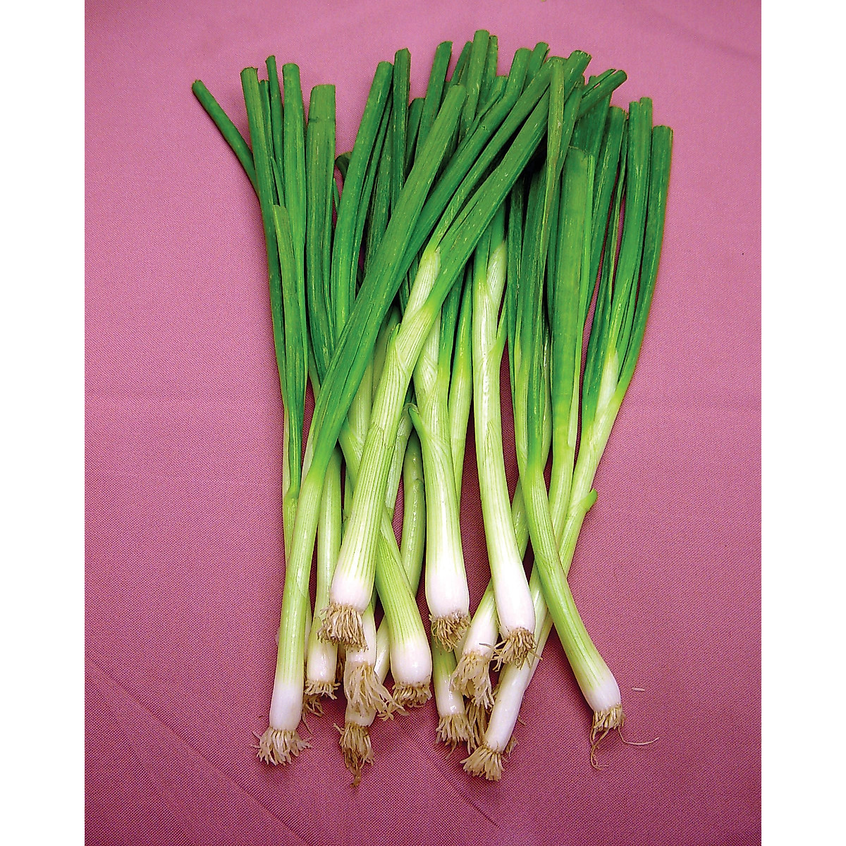 Burpee White Lisbon Bunching Onion Seeds 1000 seeds