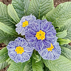 Primula 'Zebra Blue' Seeds Polyanthus Primrose Perennial Low Maintenance Deer Resistant Easy to Grow Border Edging Container Outdoor 100Pcs Flower Seeds by YEGAOL Garden