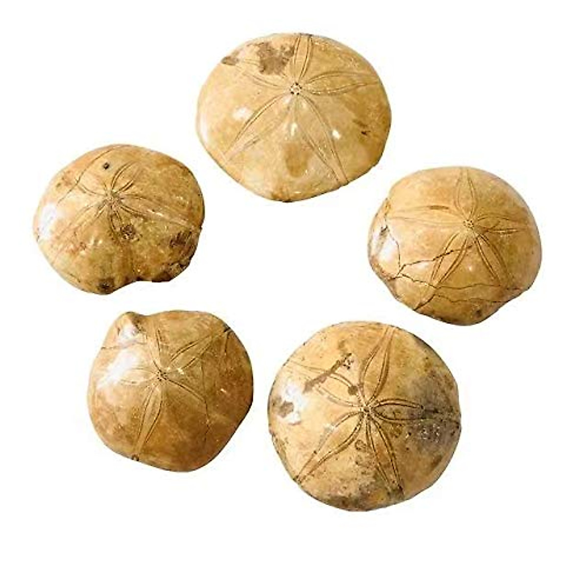 moonlightcrystal 1pc Polished Natural Ammonite Fossils Starfish Asteroid Fossils Specimen