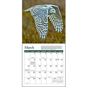 WWF Owls Mini Wall Calendar 2021, 7" x 7"