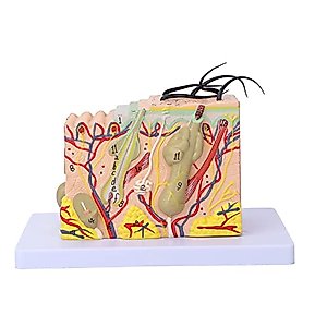 Magnified Skin Tissue Model, Magnified Anatomical Skin Model PVC for Anatomical Study for Skin Cosmetology for School Teaching