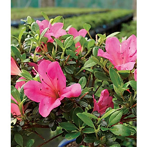 From You Flowers - Pink Azalea Bonsai for Birthday, Anniversary, Get Well, Congratulations, Thank You