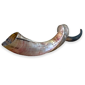 22"-24" Half Polished Half Natural Kudu Horn Shofar Kosher Israel Tradition
