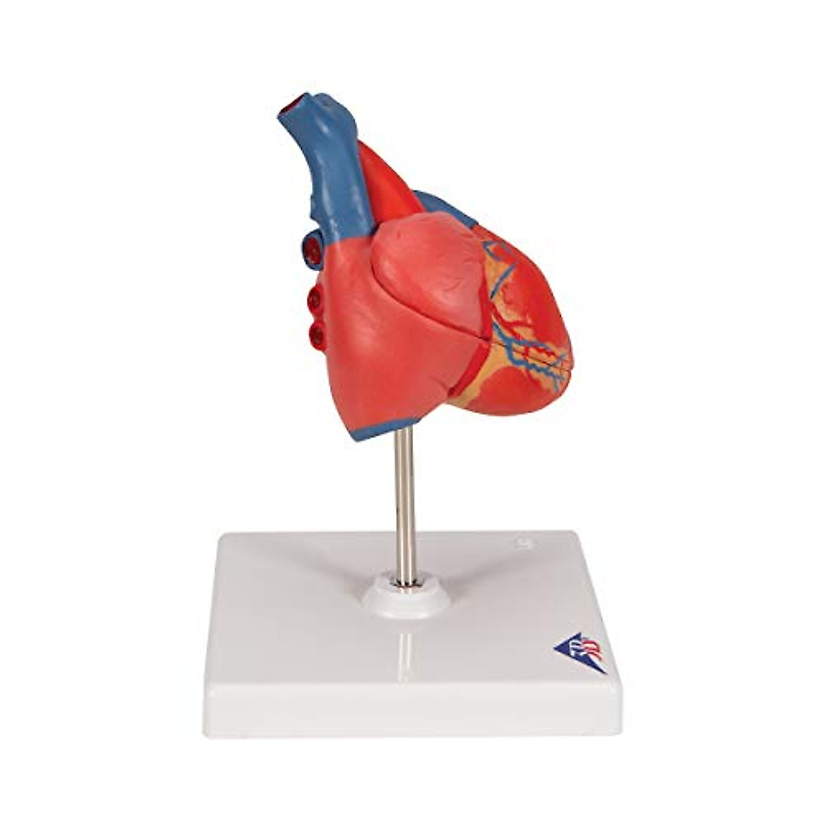 3B Scientific G08 Classic Student-Size Heart 2-part - 3B Smart Anatomy