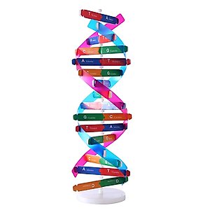 HMANE DNA Models Double Helix Model Components Science Educational Teaching Instrument Toy