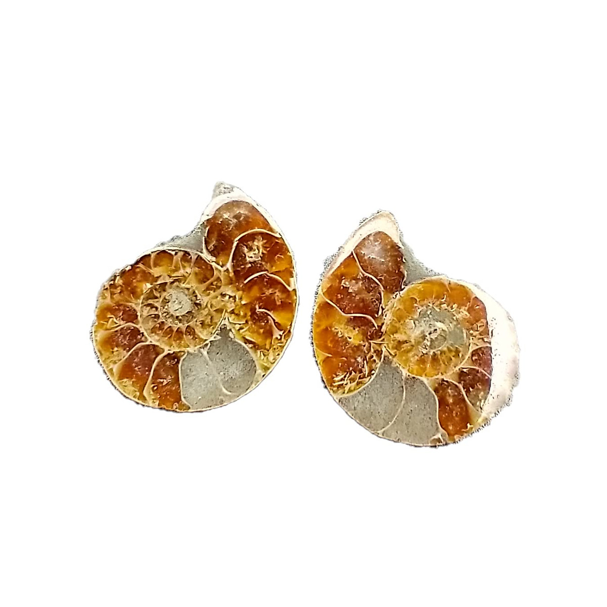 Universal Specialties Ammonite Pair 2pc Unique Fossil Stone Natural Specimen Shell Dinosaur Fossils Crystal Mineral Madagascar Feng Shui Chakra Energy Healing Raw Set Prehistoric Ancient Gemstone 2 cm