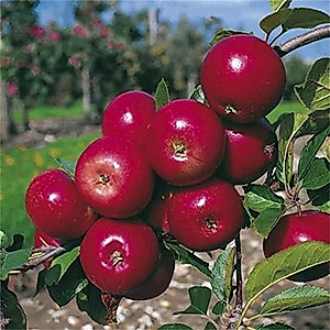 Natural Fruit Seeds Red Devil Apple Tree Seeds 30Pcs — 🛍️ The Retail Market