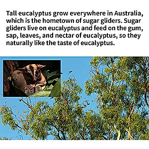 NEOUZA Sugar Glider Small Animal Bedding, Chew Treats, Molar Toys, 200g Natural Dried Eucalyptus Leaves and Twigs (200g Eucalyptus Leaves)