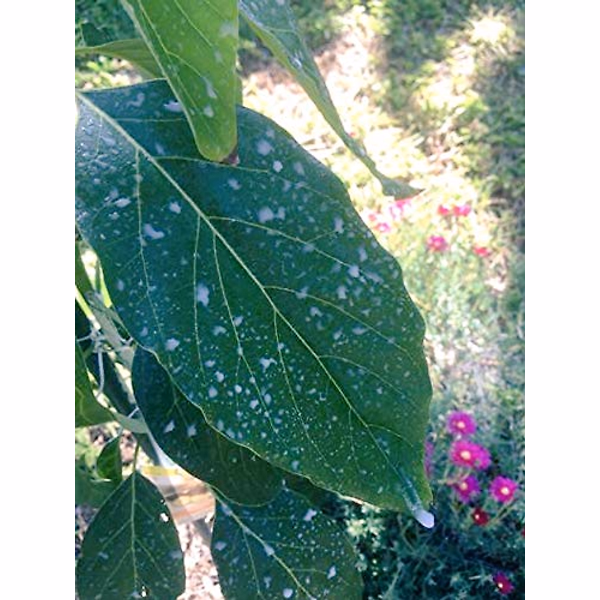 IV Organic 3-in-1 Plant Guard, 1 Pint (Green)