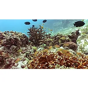 Plasmaquarium: Vol. Two - Ultra Coral Reef Aquarium (Widescreen)