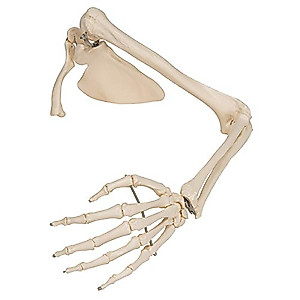 3B Scientific A46 Arm Skeleton w/Scapula and Clavicle - 3B Smart Anatomy