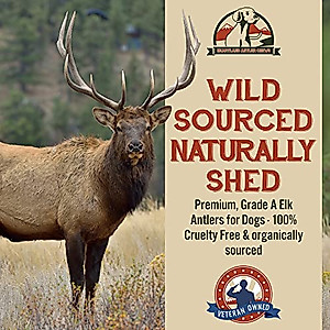 Elk Antlers for Dogs - Grade A, Naturally Shed Antlers | Long Lasting Dog Bones for Aggressive Chewers & Teething Puppies | All Breeds Chew Toy USA Made & Veteran Owned | Large: 7" Whole Elk, 1-Pack
