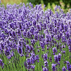 5000+ Lavender Seeds for Planting Indoors or Outdoors Carpet Perennial Flower Seeds Non-GMO, Heirloom Herb Seeds