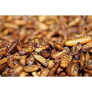 Hexafly Wild Bird Feed (100g Pack) - Dried Calci Worms or Chubby Worms from Black Soldier Fly Larvae
