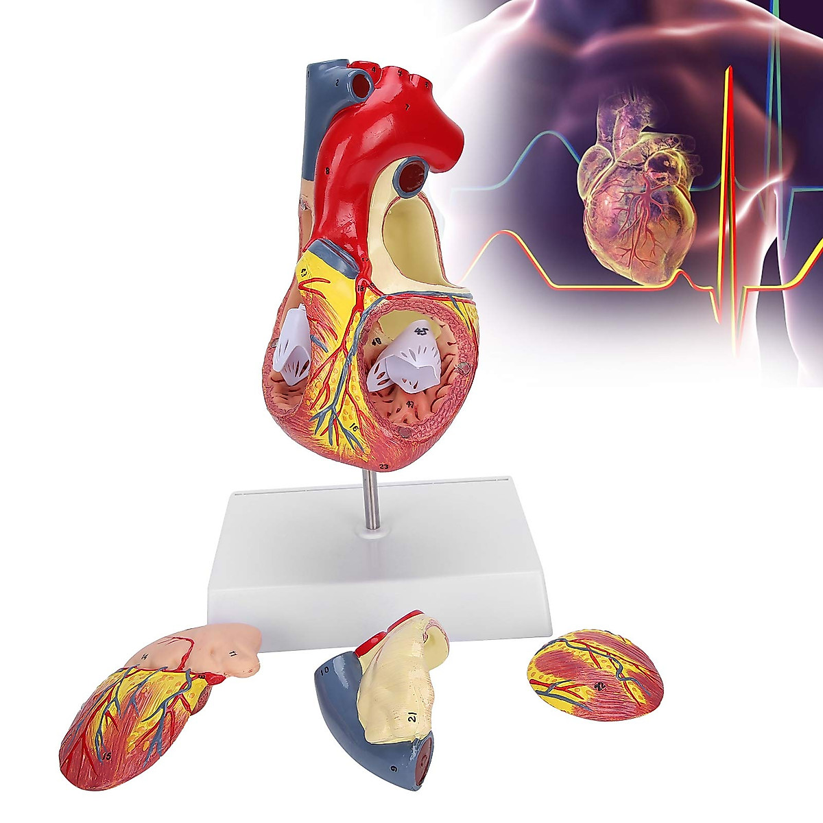Brrnoo Human Heart Model 48 Anatomical Internal Structures, 2-Part Life Size Anatomically Accurate Numbered Heart Medical Model, 3 x Removable Parts for Teaching use