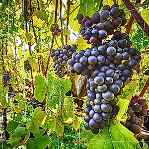 Seedfactor 5 x 15 ft. Plant Trellis Netting, Heavy-Duty Polyester Grow Net, Garden Trellis Netting with Square Mesh for Climbing Plants, Vegetables, Fruits, and Flowers, 1-Pack