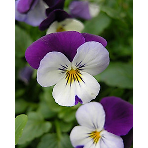Viola Tricolor Helen Mount | Johnny Jump Up | Heartsease | 200_Seeds