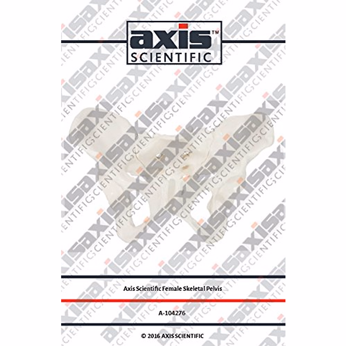 Axis Scientific Skeletal Model of The Female Pelvis | Cast from a Real Human Pelvis Skeleton | Life Size Model Shows Important Anatomy of The Pelvic Region | Includes Product Manual