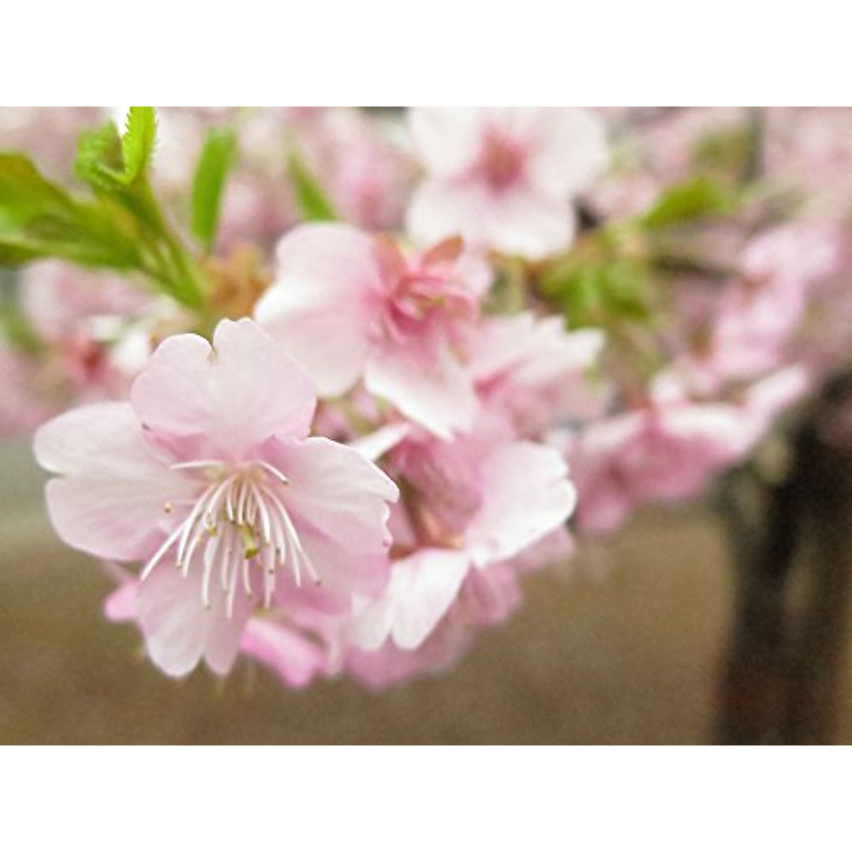 Canon PowerShot G16 digital camera 5 times zoom PSG16 wide angle 28mm optical - International Version (No Warranty)