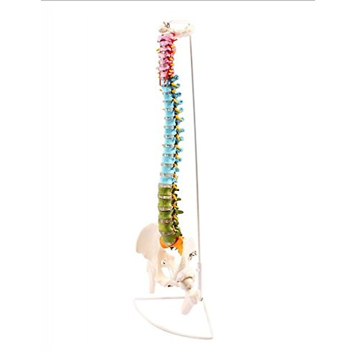 Wellden Medical Anatomical Super Flexible Spine Model with Pelvis and Femur Heads, Color Coded, Life Size