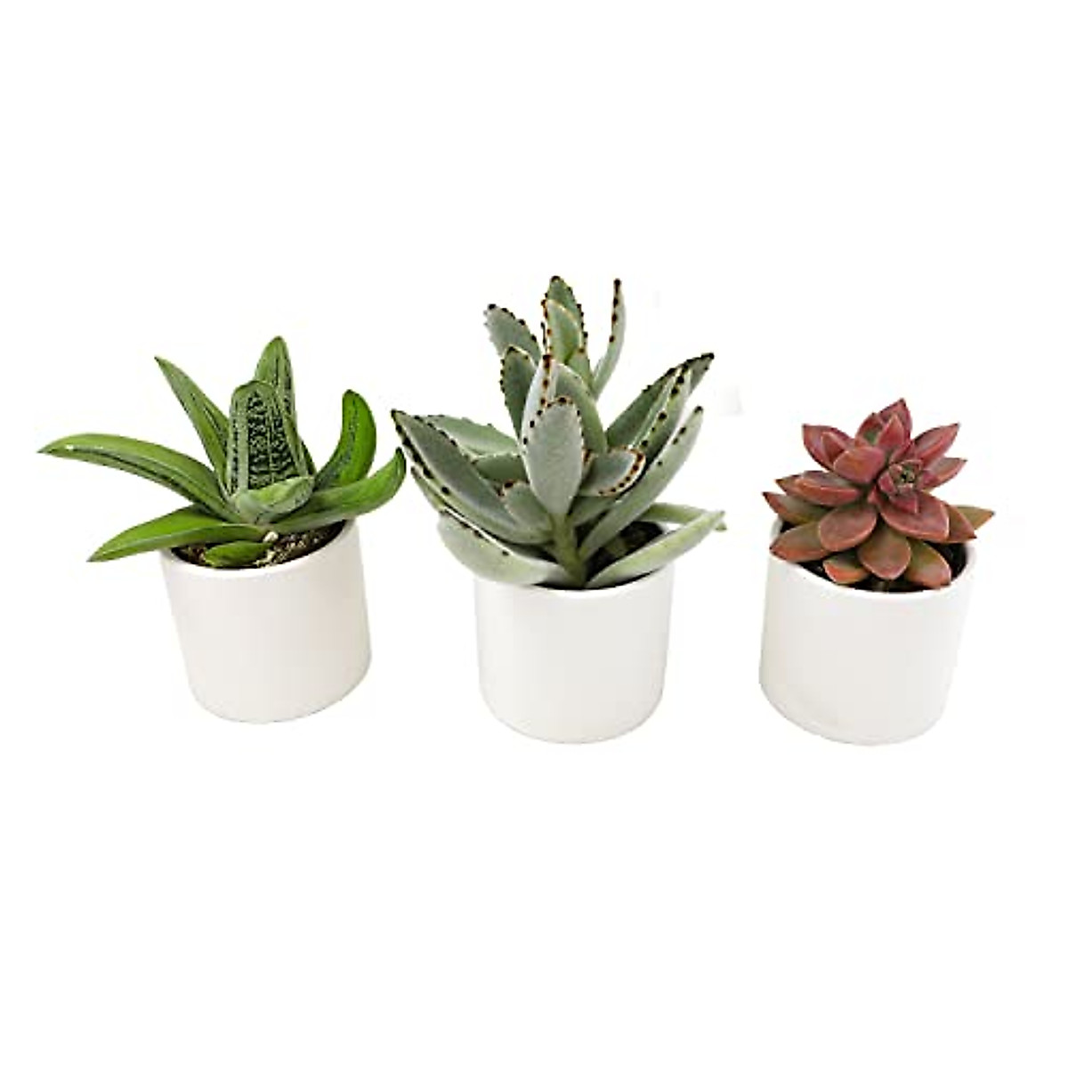 Live Succulents in White Planter Pots (3 PK), Live Succulent Plants Live Plants in Succulent Pots, Mini Succulents Plants Live Unique Gardening Gifts for Plant Lovers, Plant Gifts by Plants for Pets