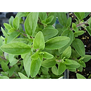 Italian Oregano - Culinary Herb - Live Plant
