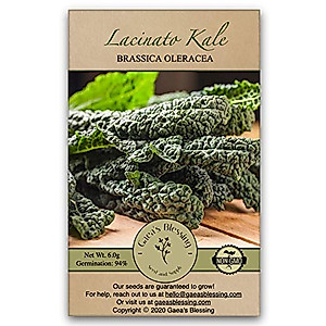 Gaea's Blessing Seeds - Lacinato Kale Seeds - Non-GMO Seeds with Easy to Follow Planting Instructions - Open Pollinated, 94% Germination Rate