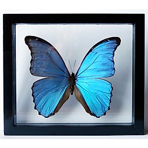 Ben the Butterfly Guy Blue Morpho Butterfly Framed and Mounted in Black Display