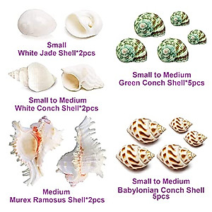 15PCS Hermit Crab Shells (5 Types) Natural Hermit Crab Shells, for Small to Large Hermit Crab Turbo Shells Hermit Crab Supplies
