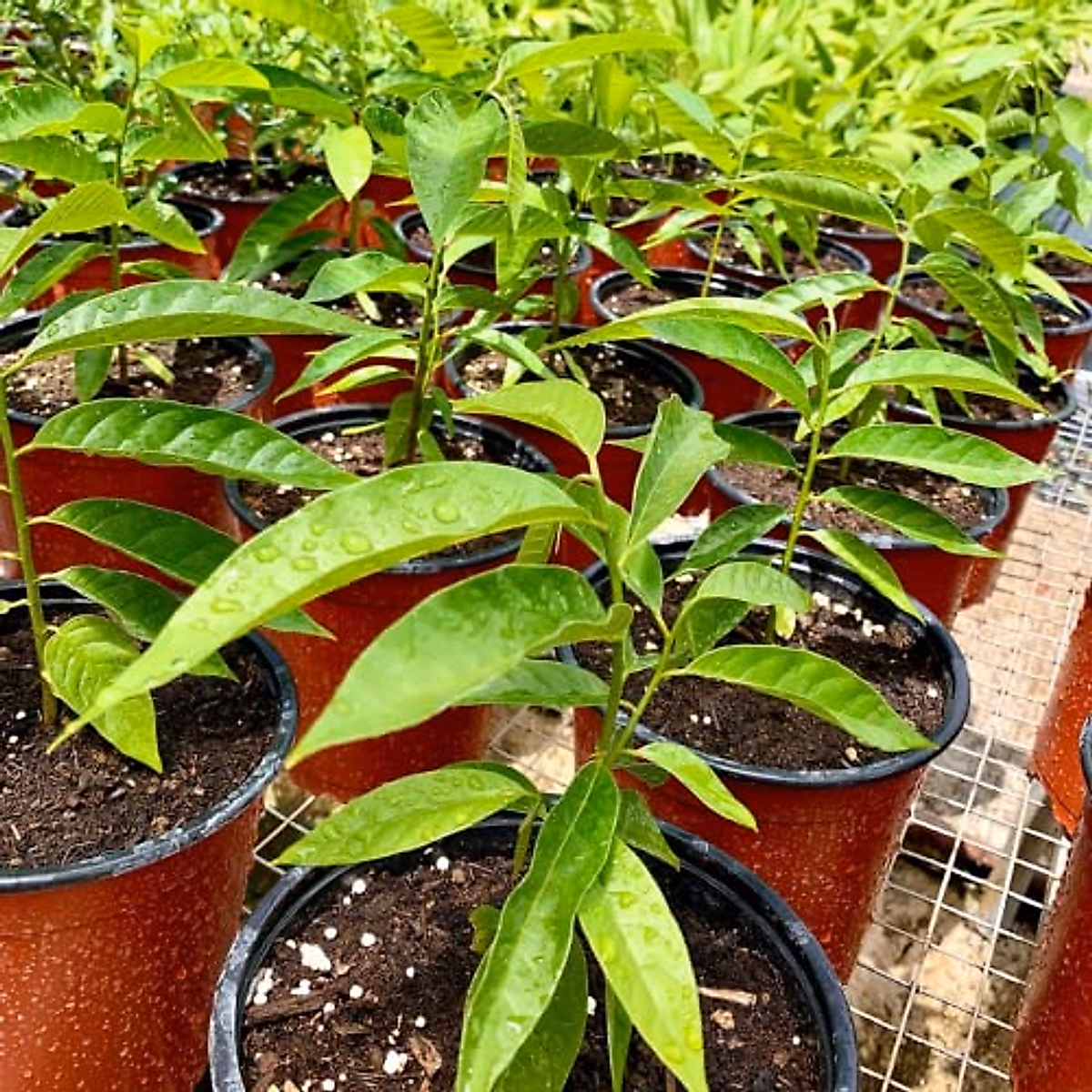 CHUXAY GARDEN Annona Cherimola-Cherimoya,Custard Apple,Sugar Apple Tree 5 Seeds Survival Gear Food Seeds Vegetables Fruit Survival kit Gardening Gifts