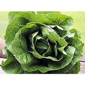 "Parris Island" Romaine Lettuce Seeds for Planting, 1000+ Heirloom Seeds Per Packet, (Isla's Garden Seeds), Non GMO, Botanical Name: Lactuca Sativa, Great Home Garden Gift