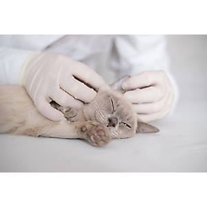 Cranberry USA Cranberry Silkcare Latex Exam Gloves, Case of 100, X-Small, Lanolin & Vitamin E, 4.5 Mil