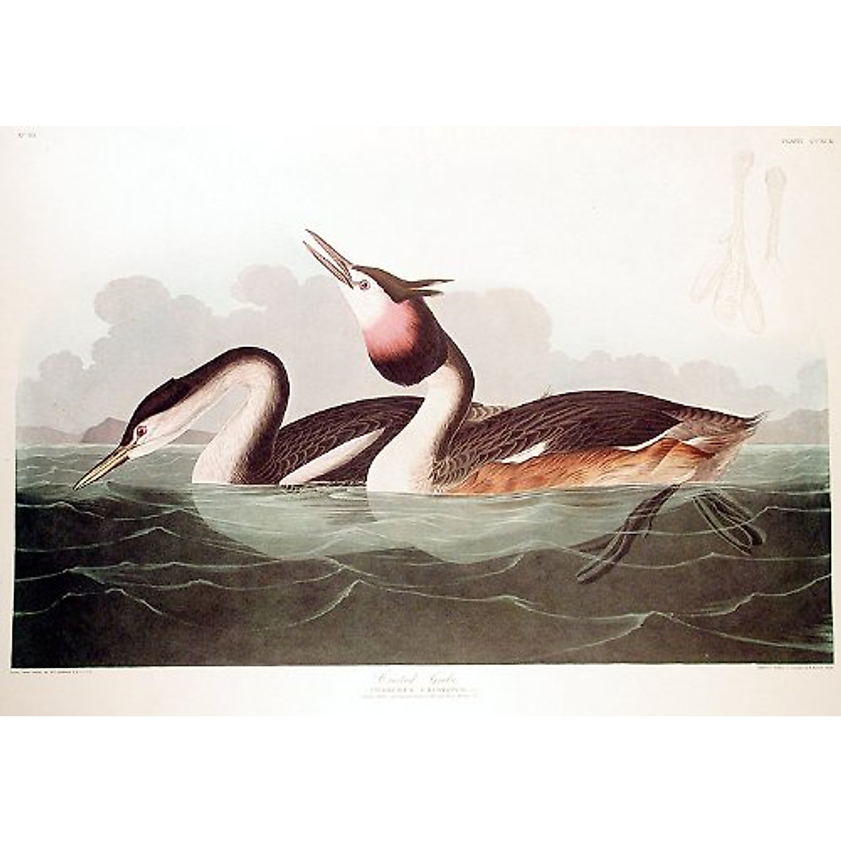 Crested Grebe. From"The Birds of America" (Amsterdam Edition)