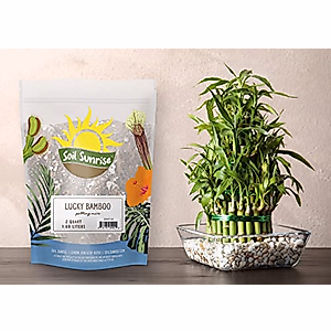 Lucky Bamboo Plant Potting Mix (2 Quarts), Custom Soil Mix for Repotting
