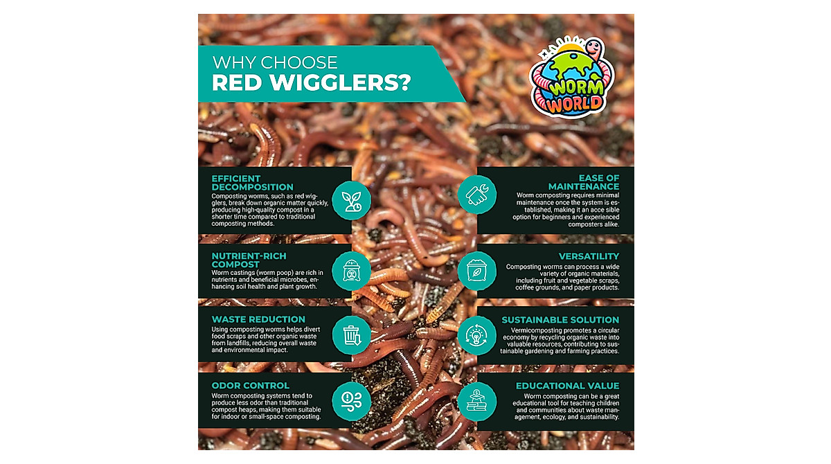 Red Wiggler Worms for Composting | Eco-Friendly Solutions
