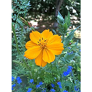 Backyard Safari Company Grow Gardens, Honey Bee Habitat