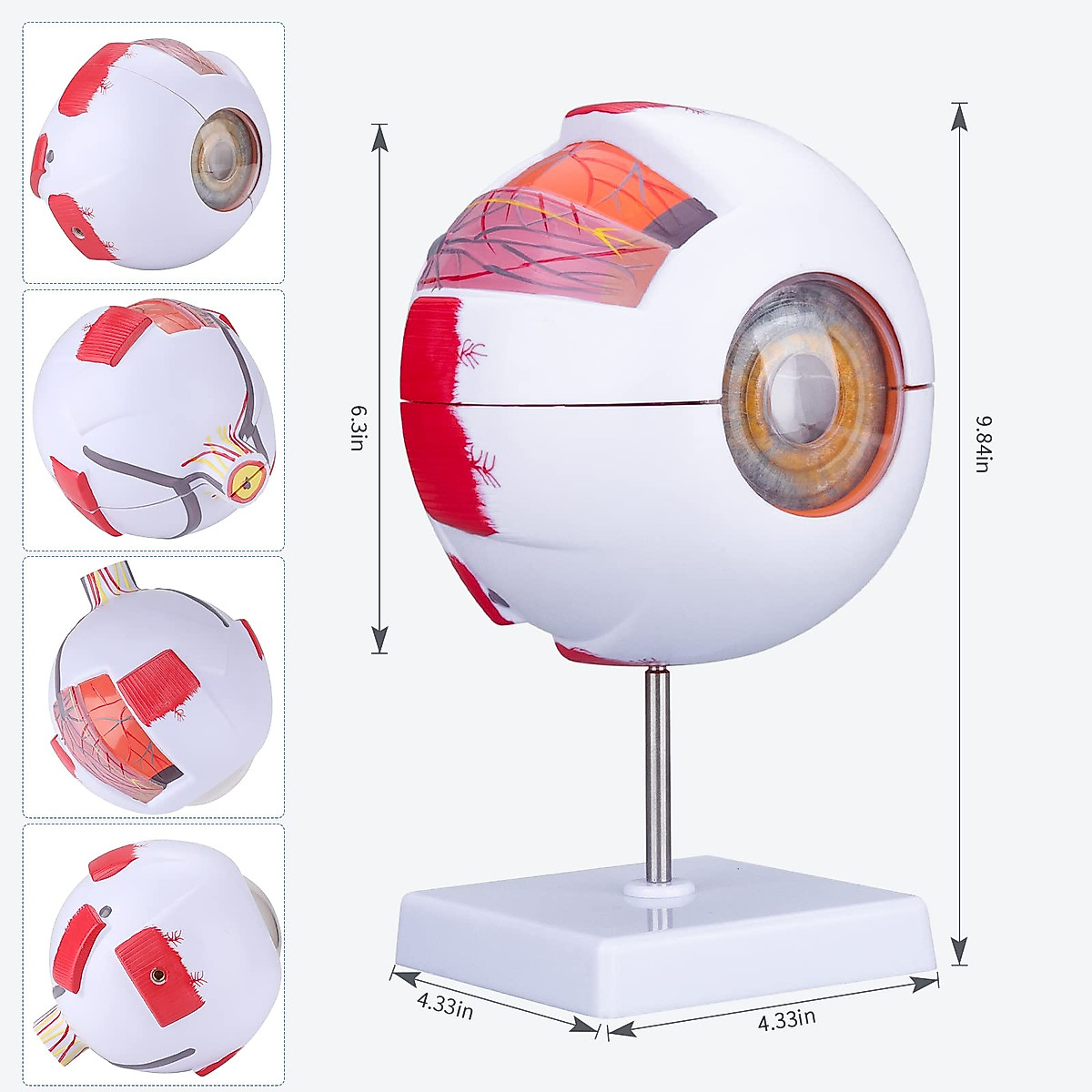 Healthible Human Eye Model Anatomy, Removable 6 Times Anatomical Eyeball Model with Display Base, Medical Eye Ball Model for School and Clinic