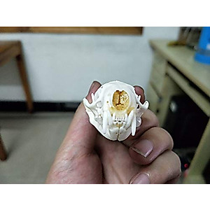 Hot weasel Skull Taxidermy supplies art bone vet medicine 1:1
